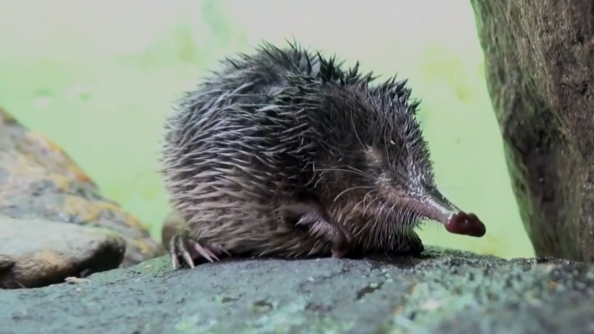 El desmán ibérico, en peligro de extinción: "En 15 años podría desaparecer"