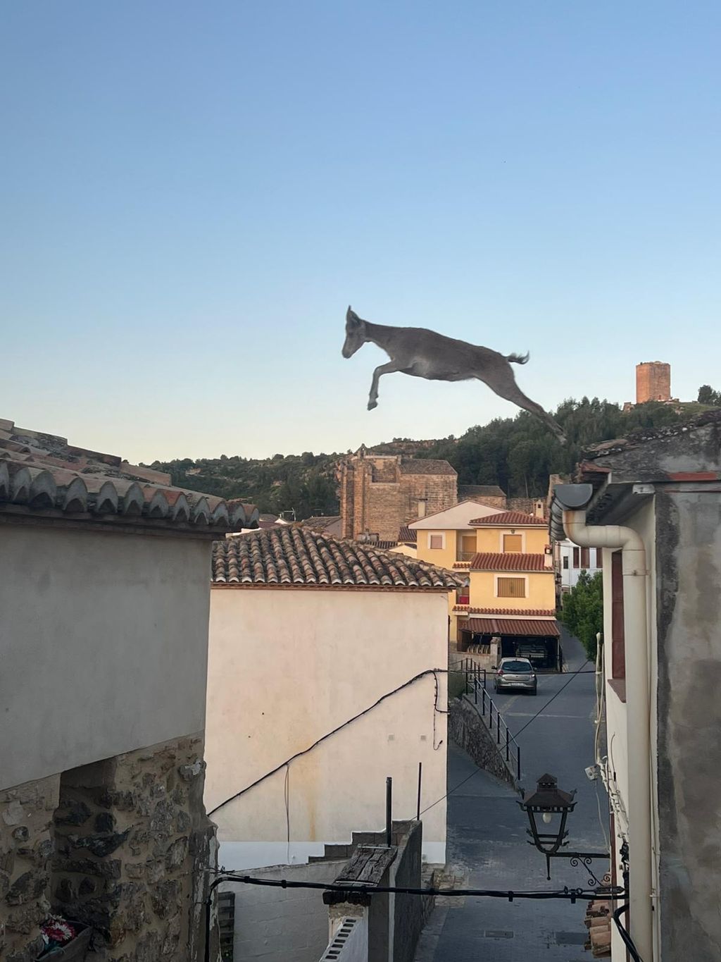 Las "cabras voladoras" que saltan por los tejados de las casas de Jérica