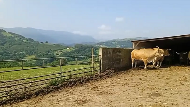 Aparece muerto, cerca de su finca, el buey desaparecido en Vizcaya