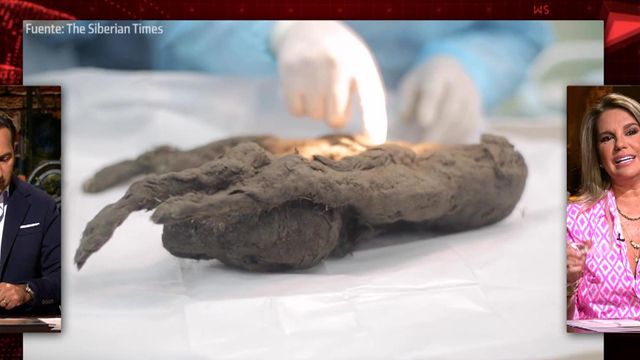 Un análisis realizado a los famosos cachorros de Tumat revela que no ...