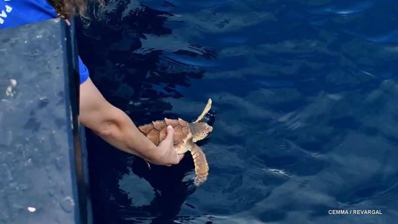 Liberan a una tortuga que fue rescatada con percebes en su concha y ...