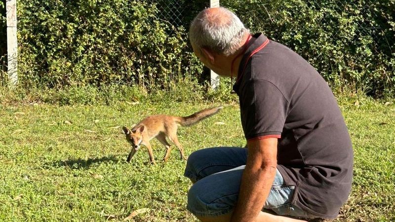 Trufi, el zorro que visita a diario un alojamiento turístico de A Pobra ...