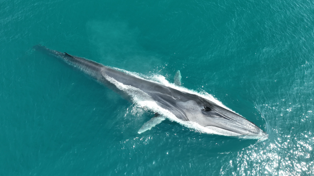 Estudian la migración del rorcual común frente a las costas de Denia