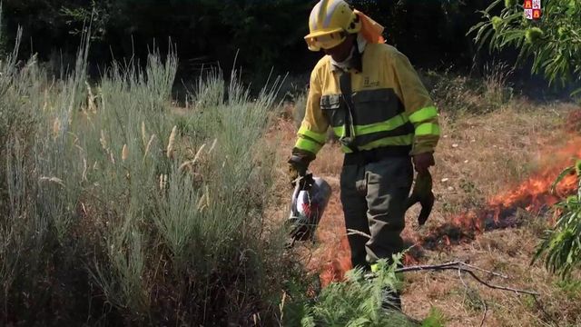 Los pirómanos son peligrosos, pero más los son los incendiarios