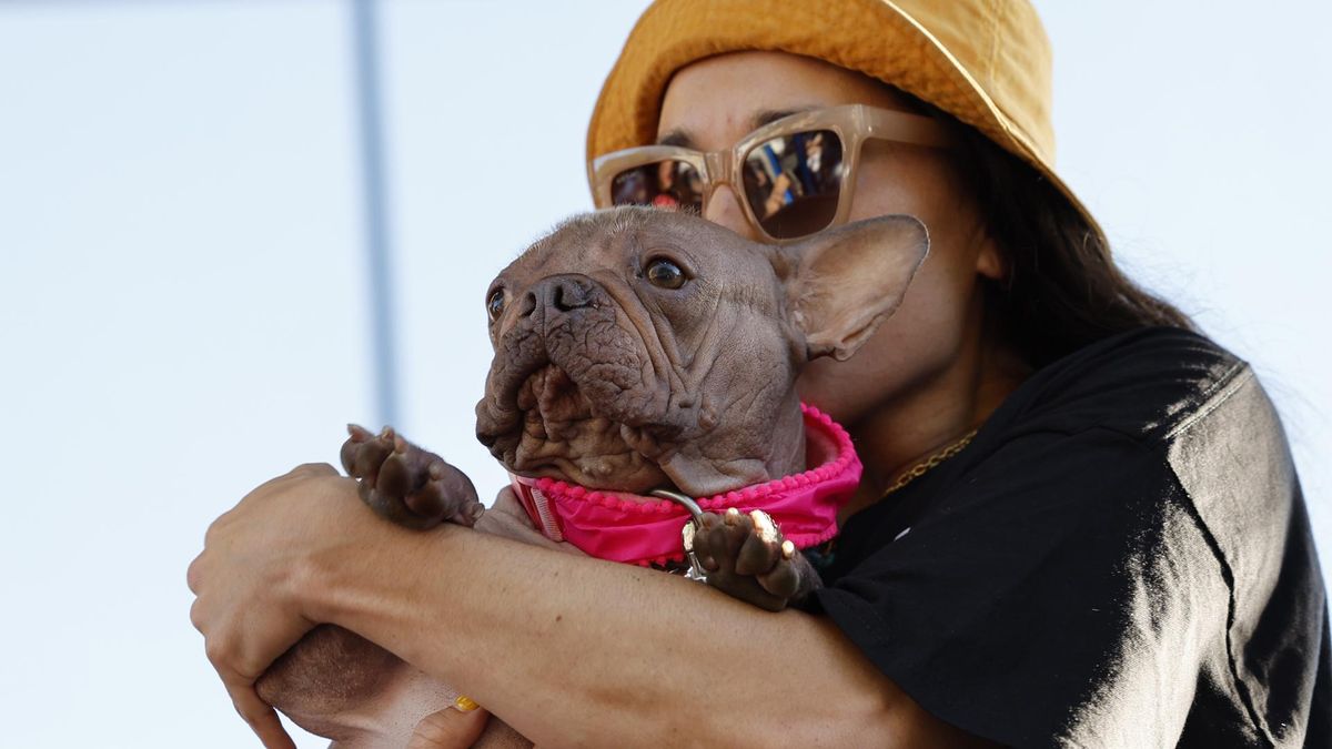 Petunia, una bulldog francés, el perro más feo del mundo en 2025
