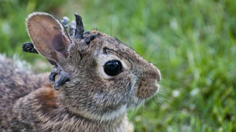 Conejos con tentáculos negros en la cabeza inquietan en Estados Unidos ...