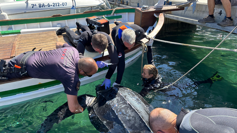Rescatan a un ejemplar de la tortuga más grande del mundo en Girona