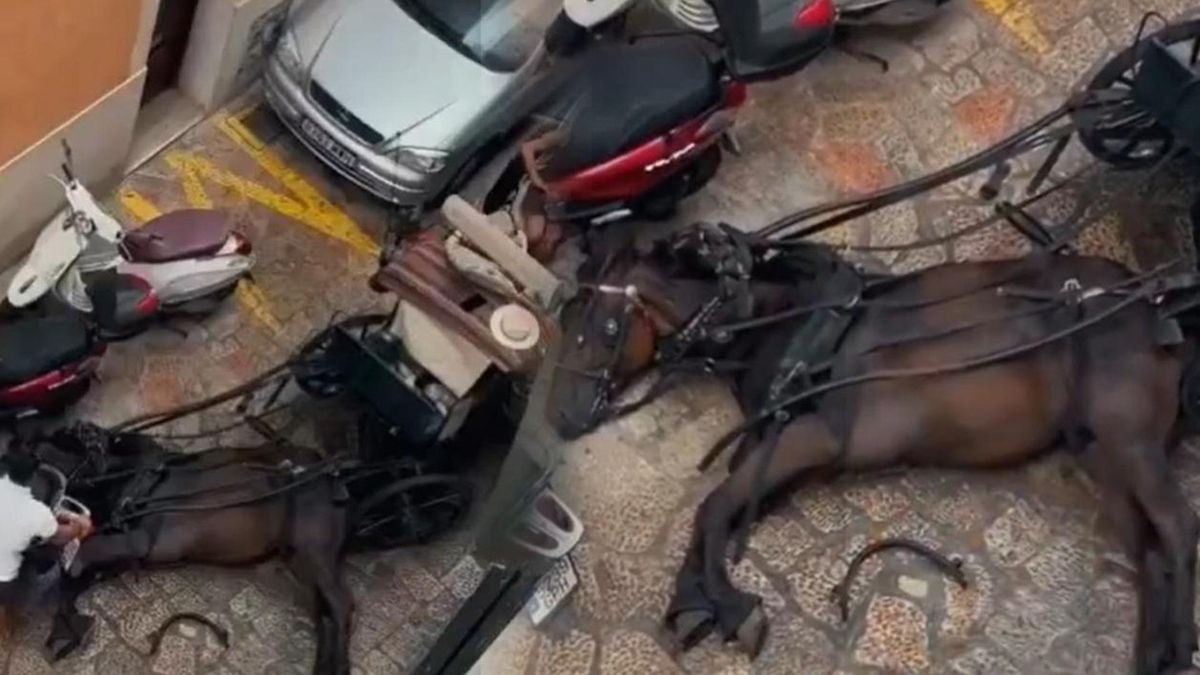 Un caballo cae desplomado en el suelo ante la mirada de los turistas en ...
