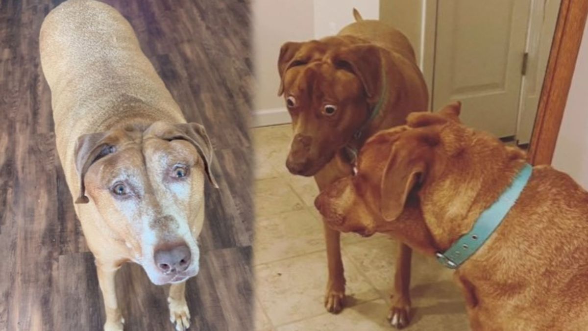 Belle, la perra 'sorprendida' que se hizo viral tras verse en el espejo ...