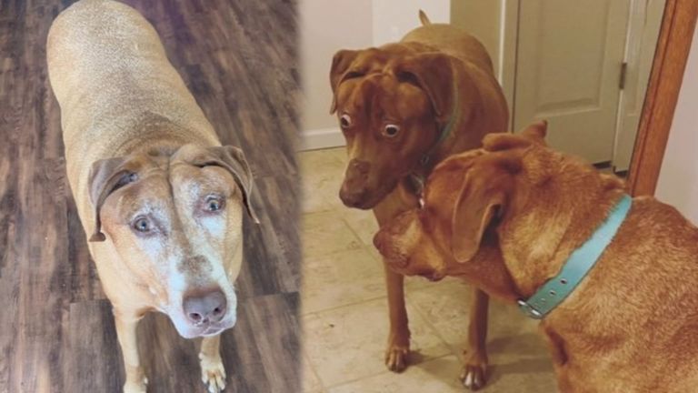 Belle, la perra 'sorprendida' que se hizo viral tras verse en el espejo ...