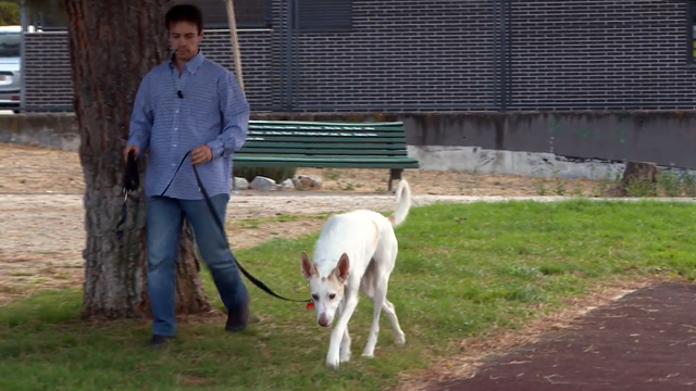 La emotiva historia de Álex, un joven con autismo, y Maylo, su perro de ...