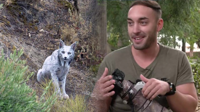 Ángel Hidalgo, el fotógrafo del lince blanco que ha sorprendido al ...