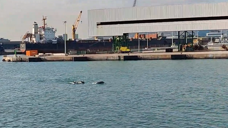 El puerto de Barcelona, un escenario habitual de avistamiento de delfines
