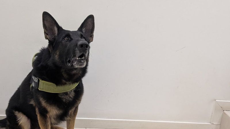 Kosmo, el perro policía que permitió la detención de un narcotraficante