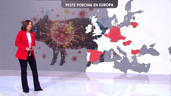El mapa de la peste porcina en Europa