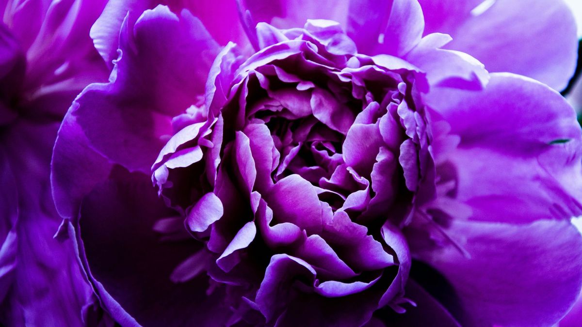 La historia del color morado: por qué era el tinte de los reyes