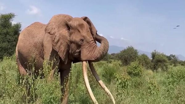 Luto en Kenia por Craig, el rey de los elefantes