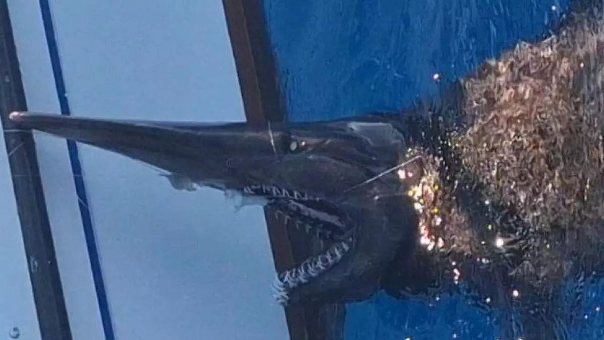 Avistan en Canarias un ejemplar vivo del tiburón duende