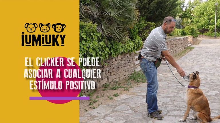 Iumiuky: noticias de mascotas, perros y gatos - Cuatro